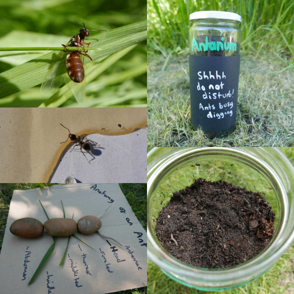 25 Fun Ant Activities for Preschoolers - OhMyClassroom.com