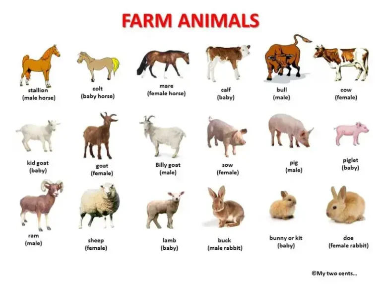 20 Playful Farm Science Activities For Preschoolers OhMyClassroom 20-playful-farm-science-activities-for-preschoolers-ohmyclassroom