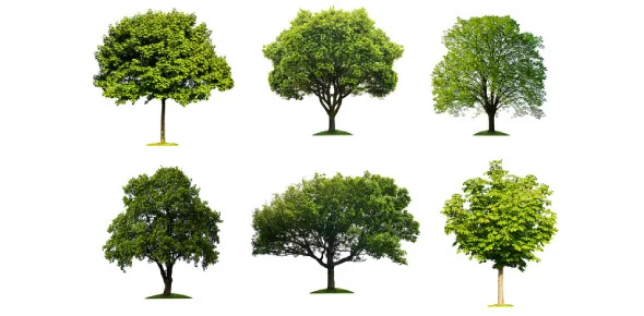 23 Great Forest School Activity Ideas - OhMyClassroom.com