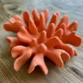 25 Coral Craft Ideas for Kids - OhMyClassroom.com